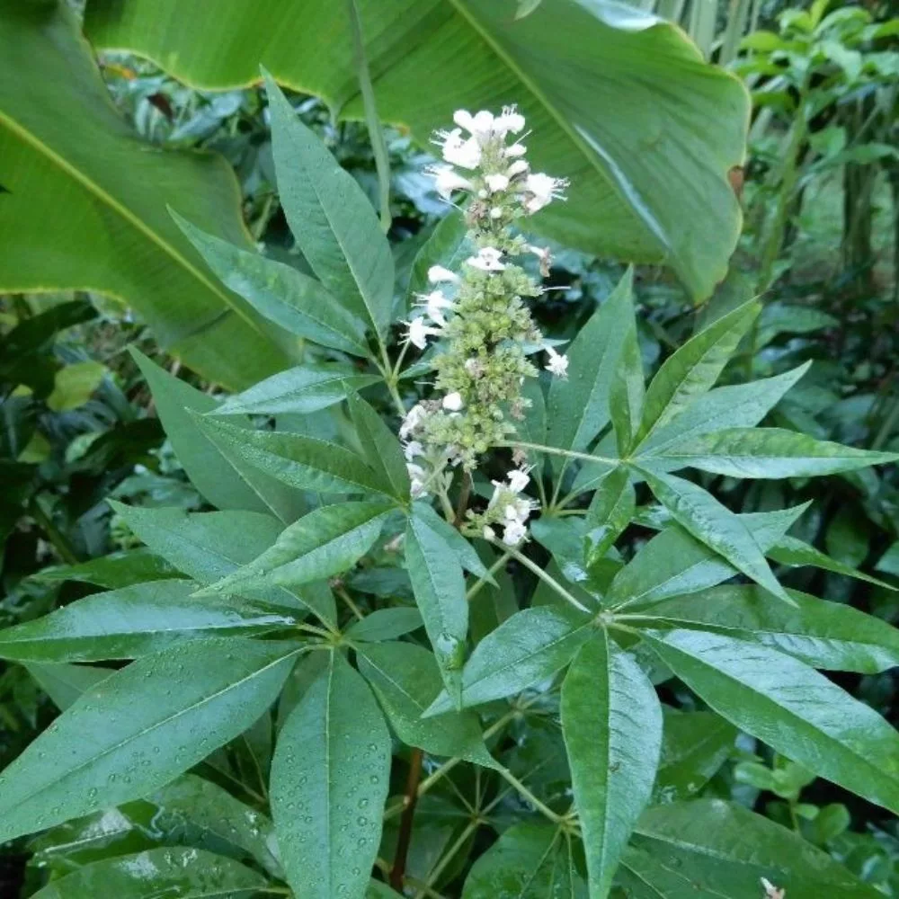 Rózsás virágú barátcserje - Vitex agnus-castus 'Rosea&#