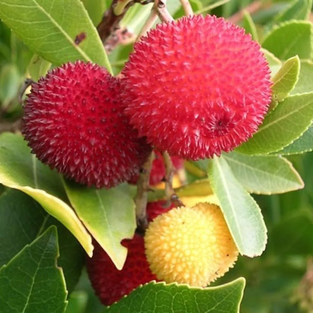 Rózsaszín virágú nyugati szamócafa - Arbutus unedo 'Rub