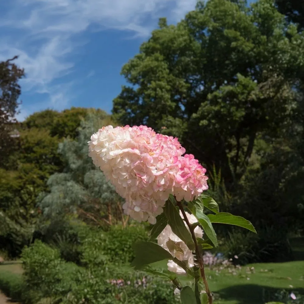 Rózsás virágú bugás hortenzia - Hydrangea paniculata 'P